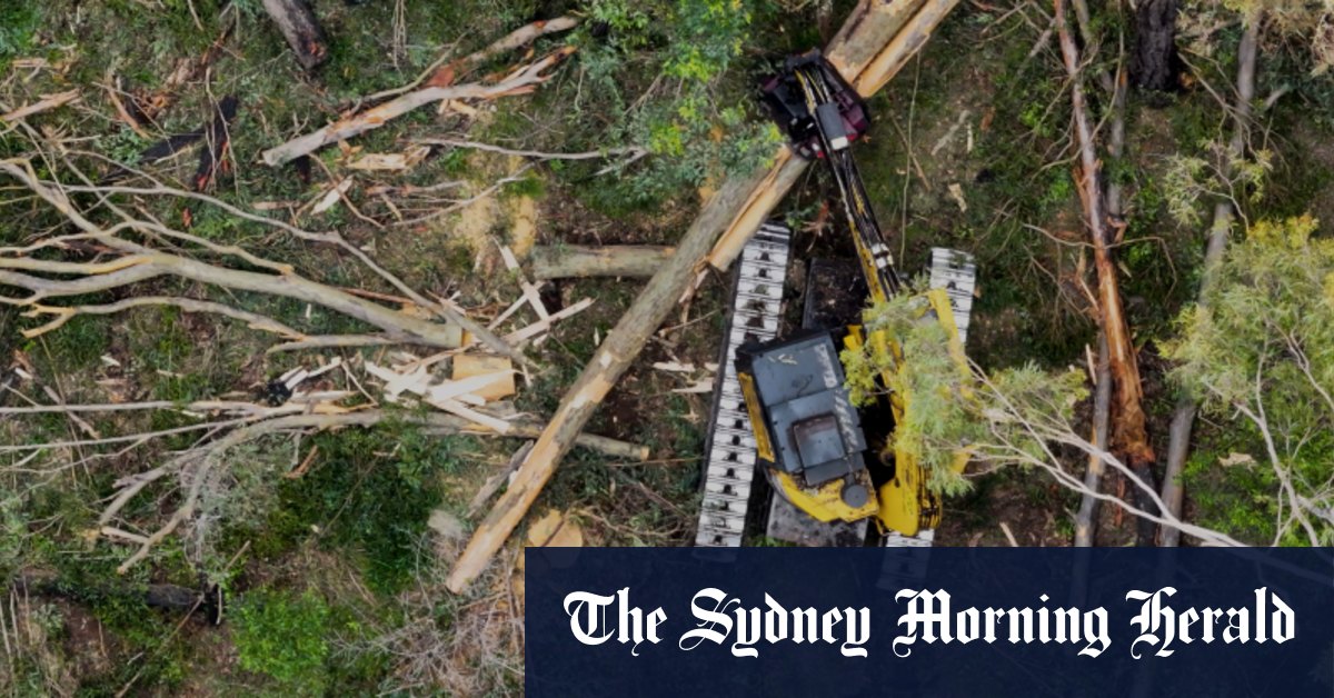 Footage shows logging inside proposed NSW Great Koala National Park