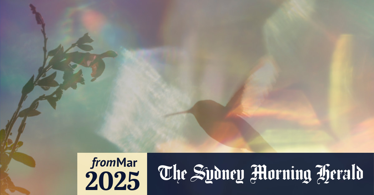 Hummingbird documentary Every Little Thing reveals secret lives of ...