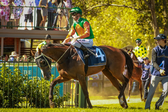 Dubbo races Monday: Devine Chops to lead big day for Clint Lundholm