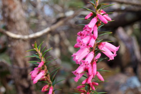 It’s time to ditch Victoria’s floral emblem – here’s what it could be