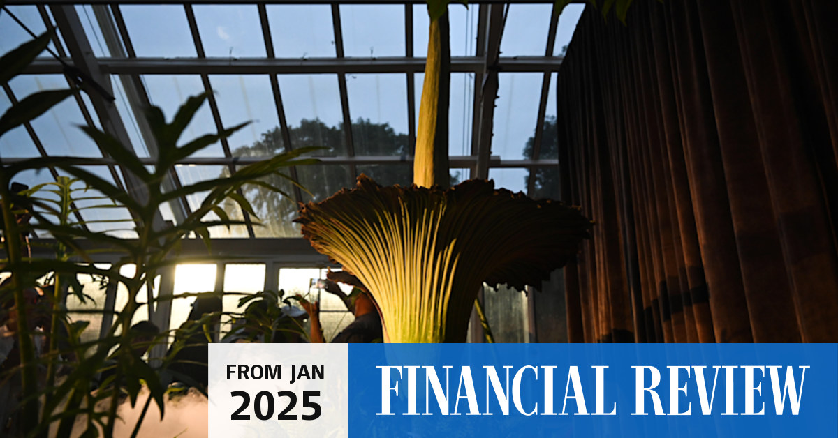 Corpse flower ‘Putricia’ begins blooming at Sydney’s Royal Botanic Garden