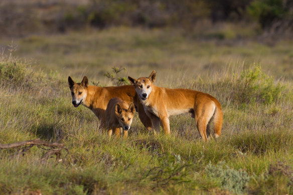 WA miner fined after worker mauled by pack of dingoes