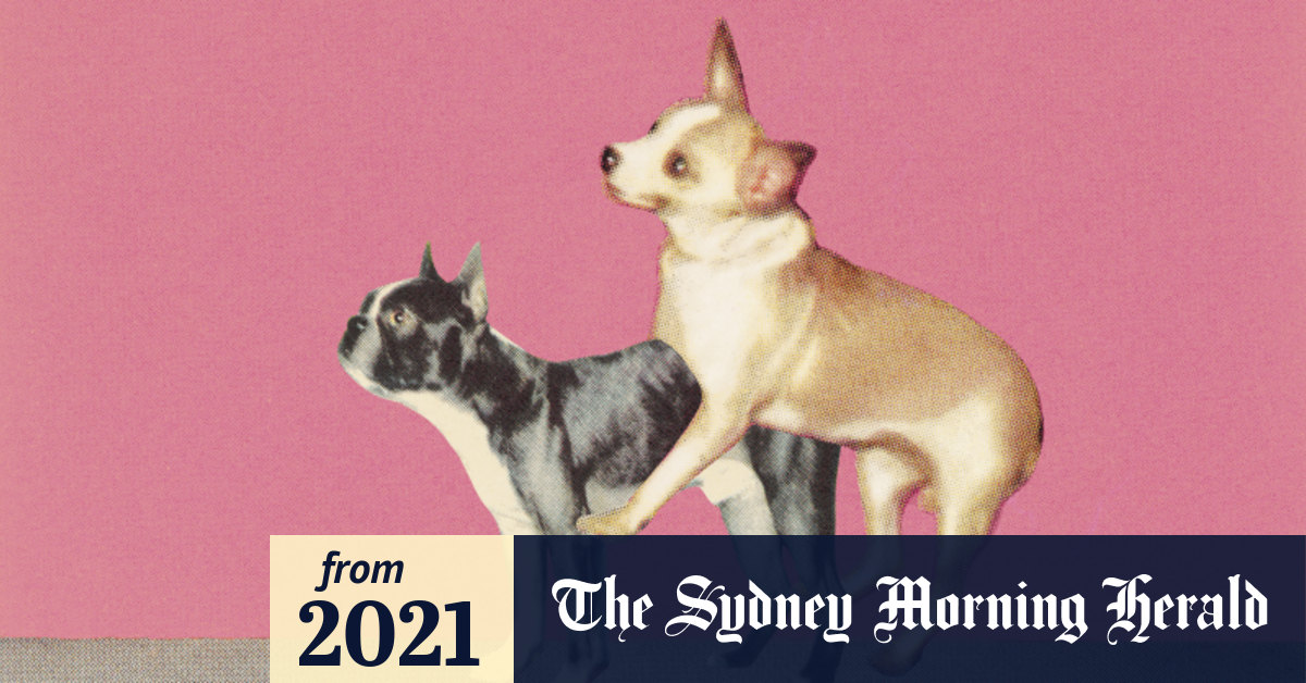 The full mounty: dogs giving normal canine play a bad name