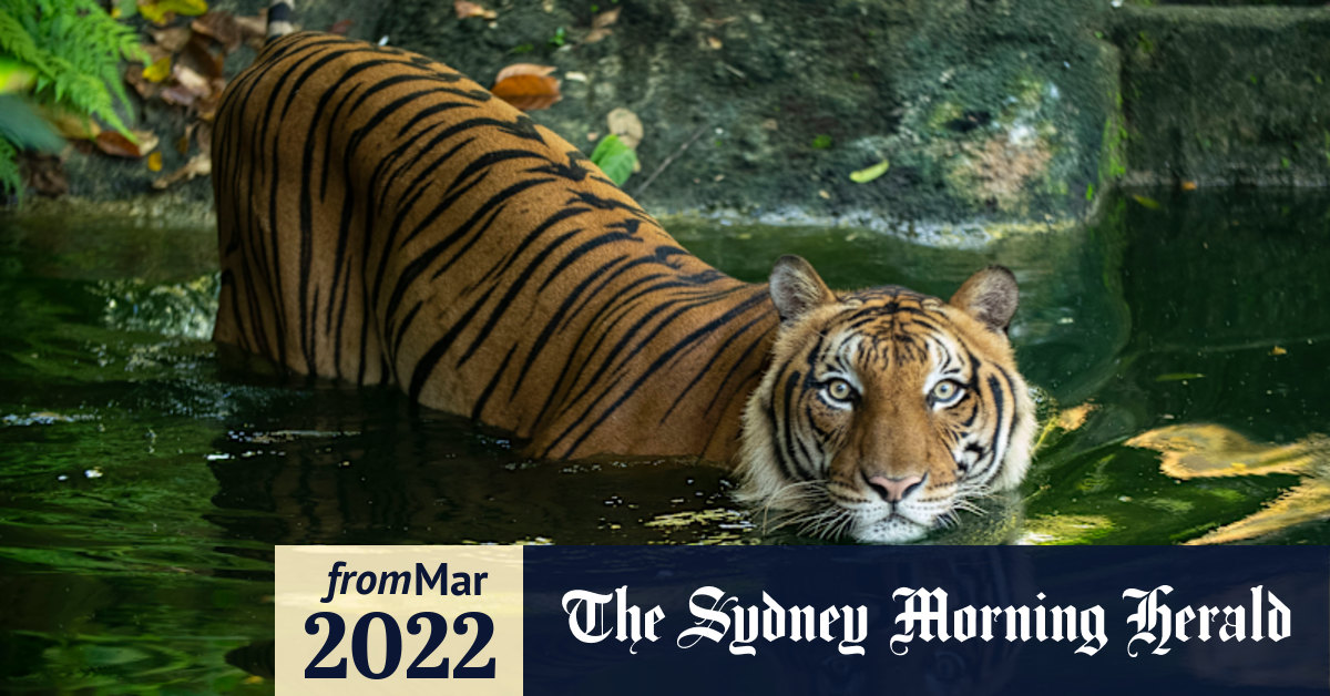 Malaysia tigers: The local mission to save Malayan tigers from extinction
