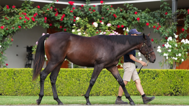 Winx’s first live foal is for sale. Like her champion thoroughbred ...