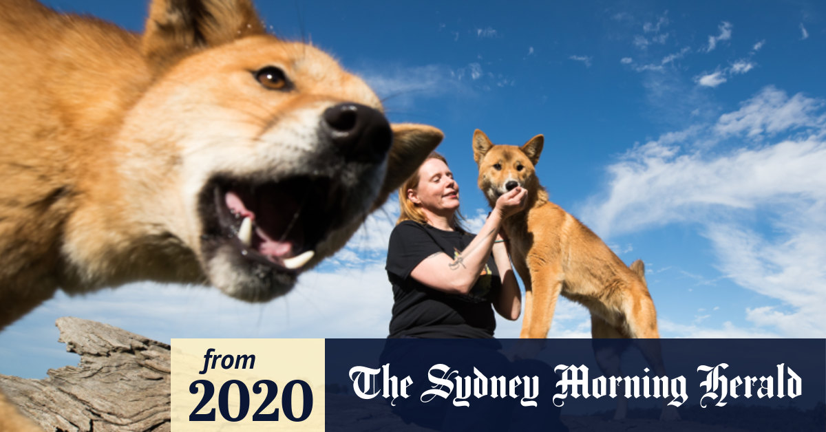 The wonder of Wandi, a baby dingo that fell from the sky