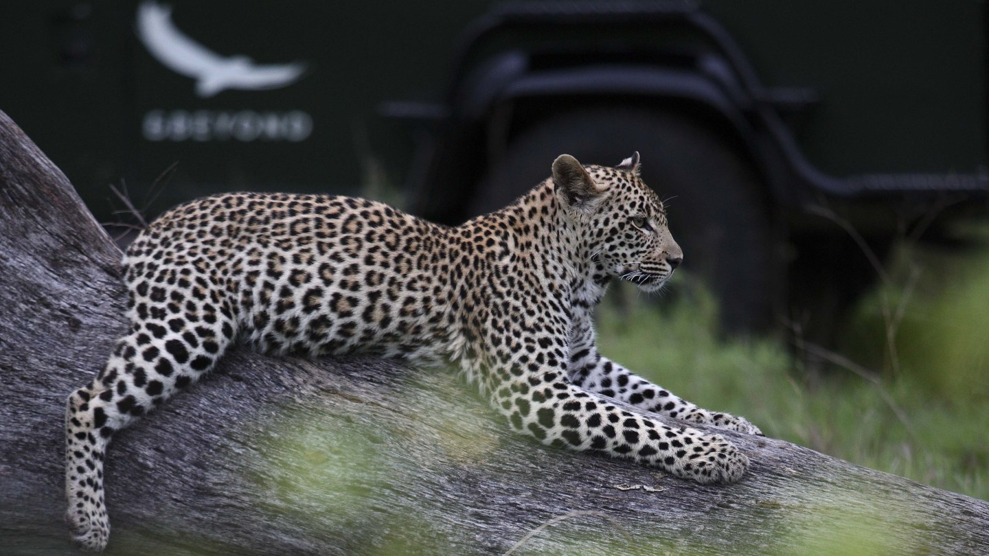 On the hunt with a very hungry leopard