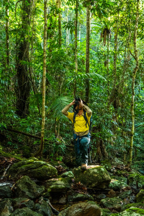NPWS gives endangered NSW tree Nightcap Oak secret new home to protect ...