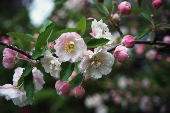 Spring gardening: What to get started on now