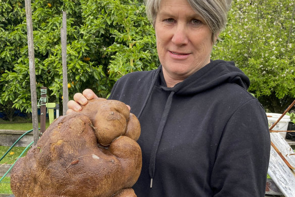 Giant potato from New Zealand possibly world’s biggest