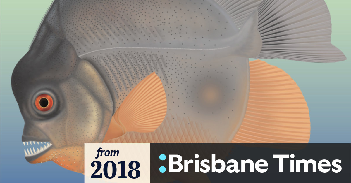 Ancient fish bones reveal deadly flesh-eating fish existed in the ...