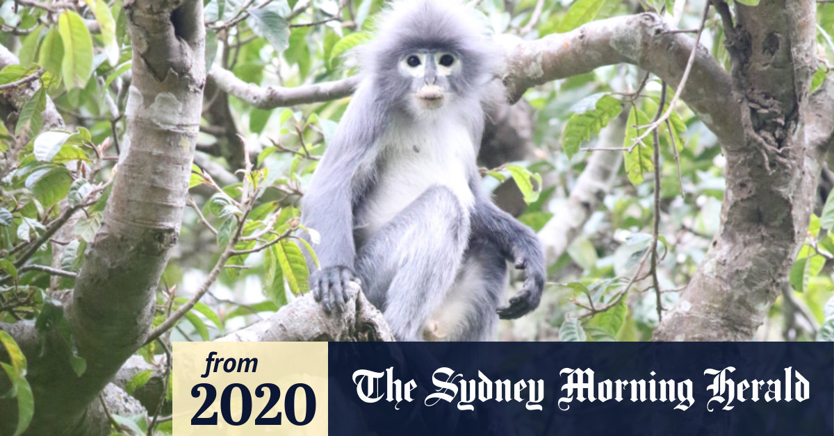 Popa langur: Newly identified species of monkey already facing extinction