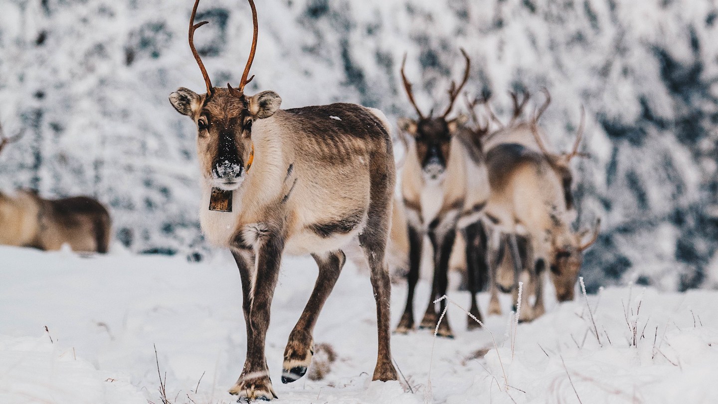 I visited the Lapland town where Santa lives