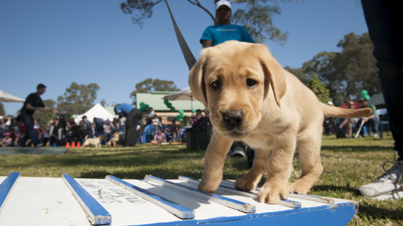 Cute factor: 'Puppy dog eyes' an evolution trick by man's best friend