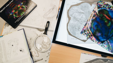 Australian neuroscientist George Paxinos discovers part of the brain ...