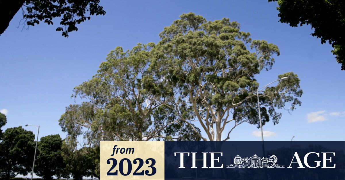 Melbourne’s best trees: Age readers share their favourites