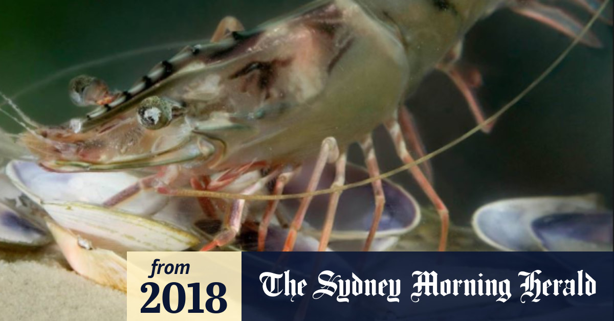 Pesticides killing prawn larvae in early warning for $80m industry