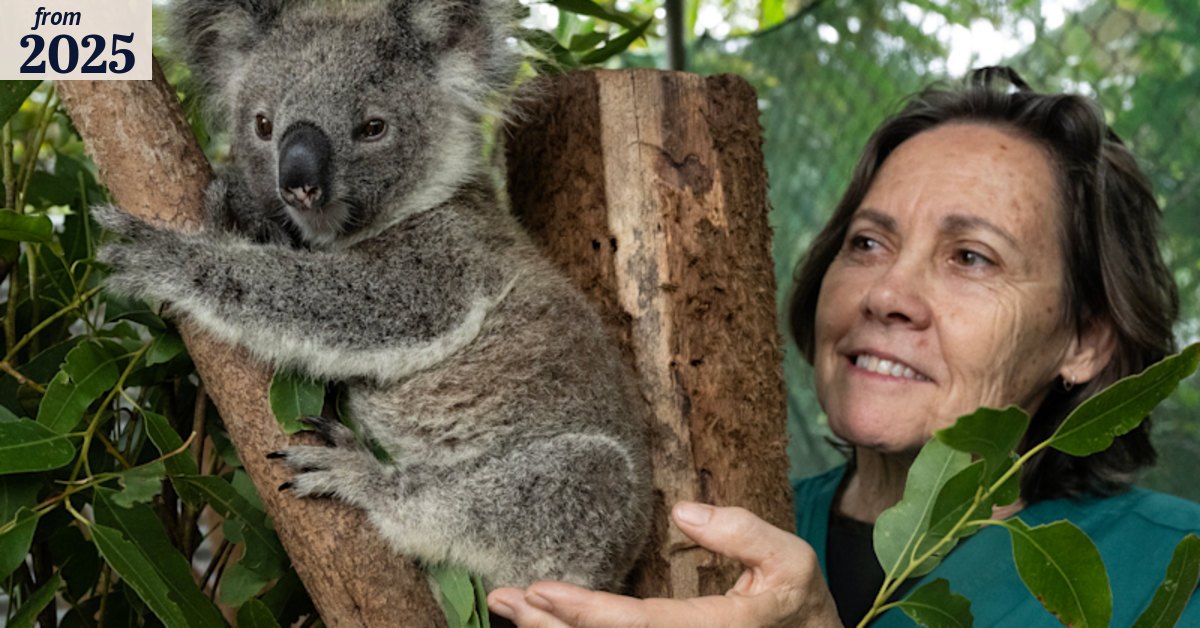 Cyclone Alfred knocked koalas knocked out of trees, swept kangaroos away