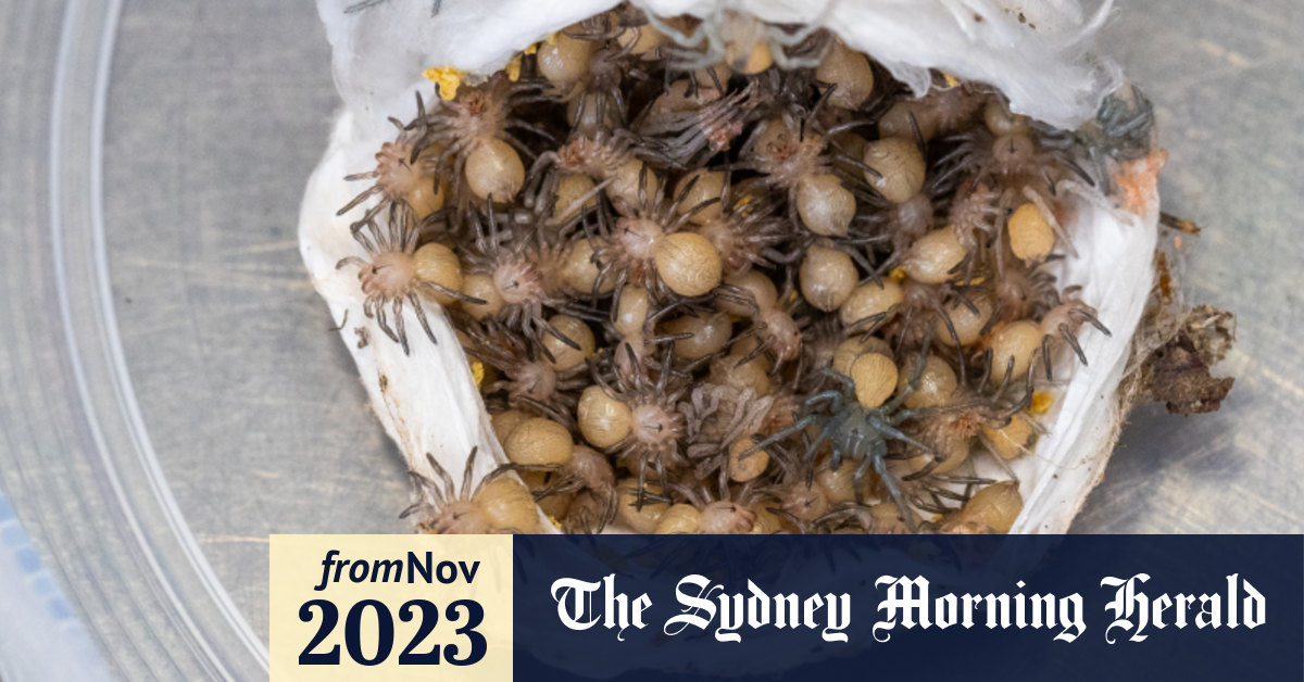 Australian Reptile Park celebrates delivery of a funnel-web spider sac
