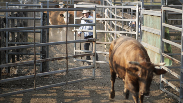 Livestock: Meatworks bleeding as cattle crash through record price ...