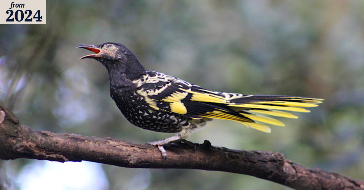 Regent honeyeaters learning to sing again
