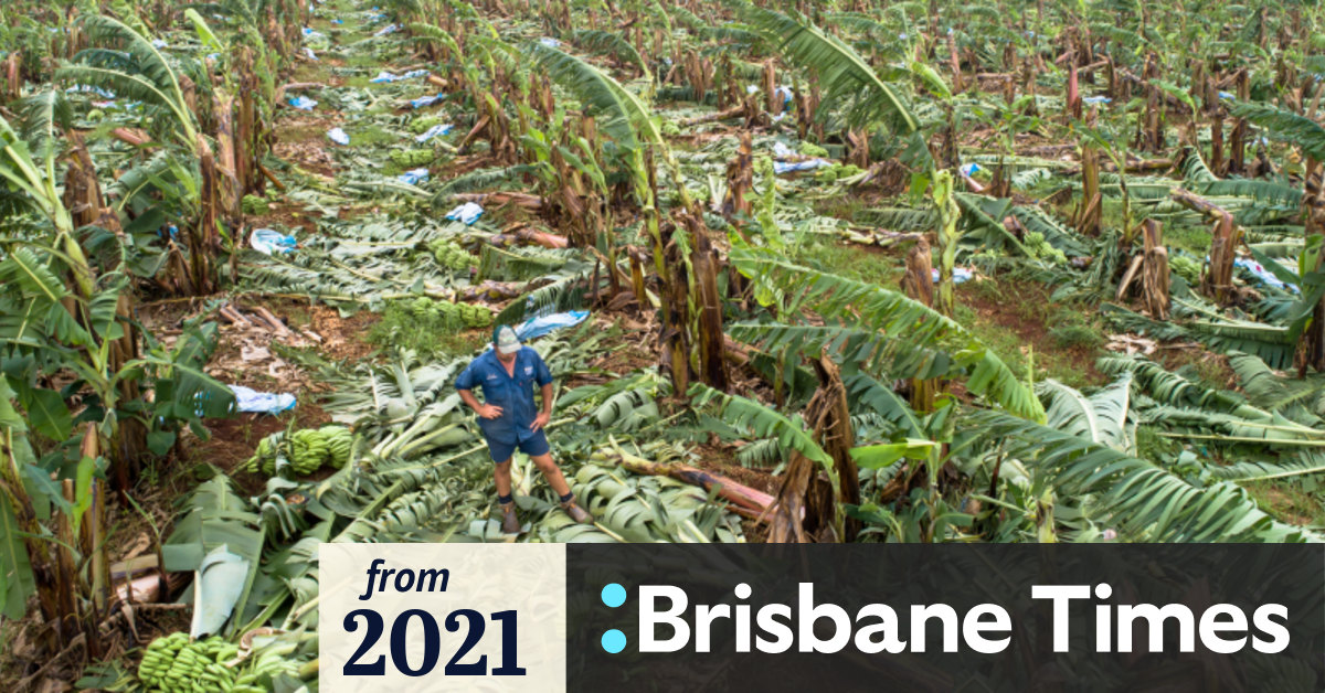 Banana prices expected to rise after $180m damage to Qld crops
