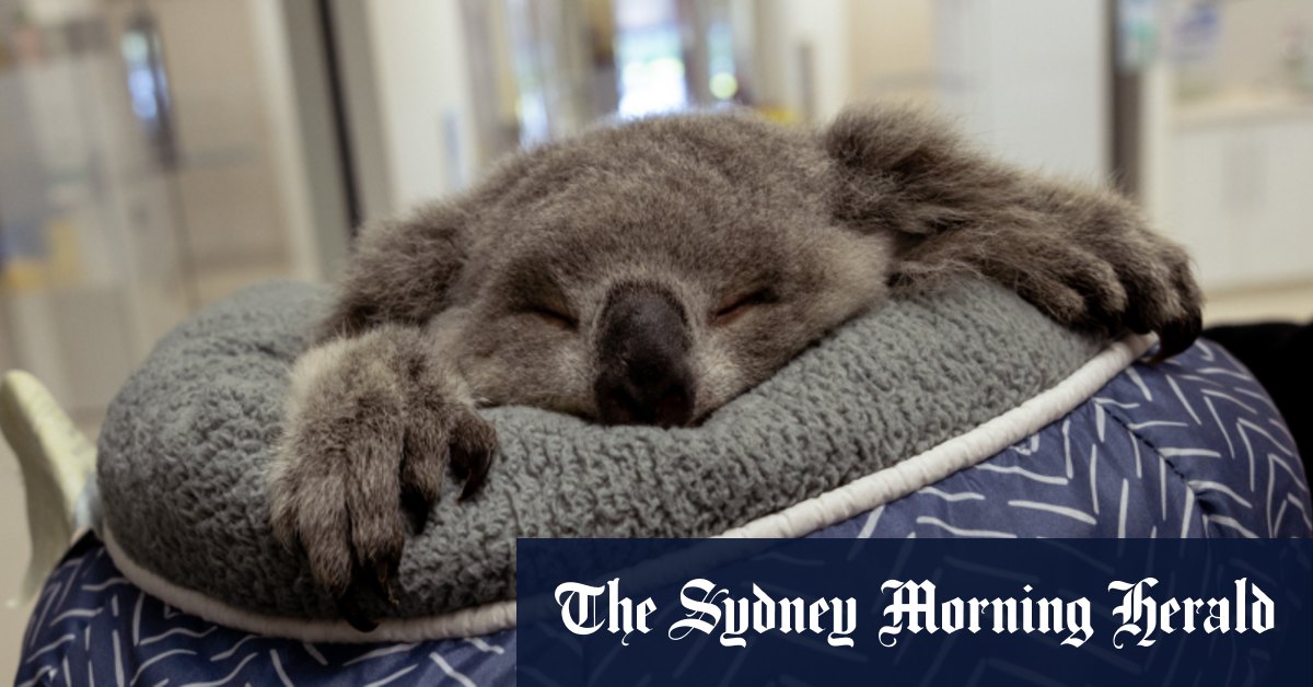 Trials for a vaccine to prevent chlamydia in koalas