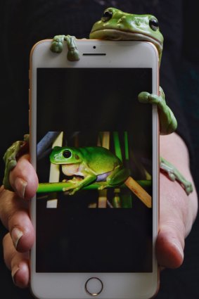 Going for croak: under threat frogs hitchhiking their way back to life