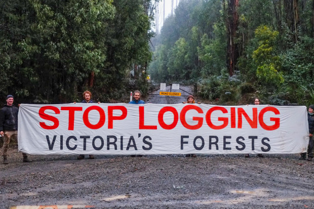 Victoria election: Why logging native forests in Victoria costs more ...