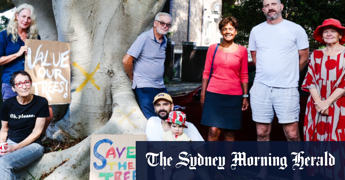 Eastern suburbs neighbours unite to block felling of Clovelly fig tree