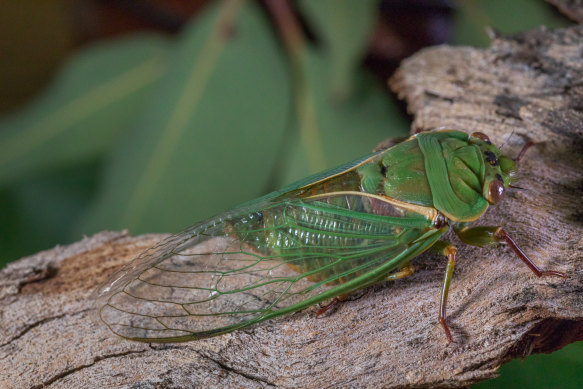Why do cicadas make noise at dusk?