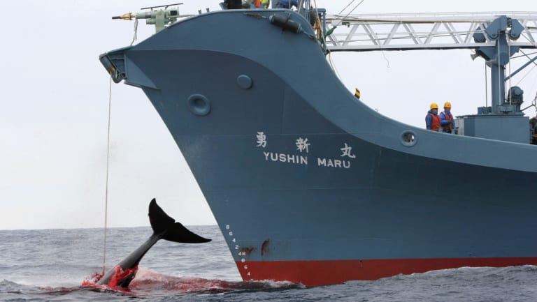 Whaling: Japan proposes ban be lifted