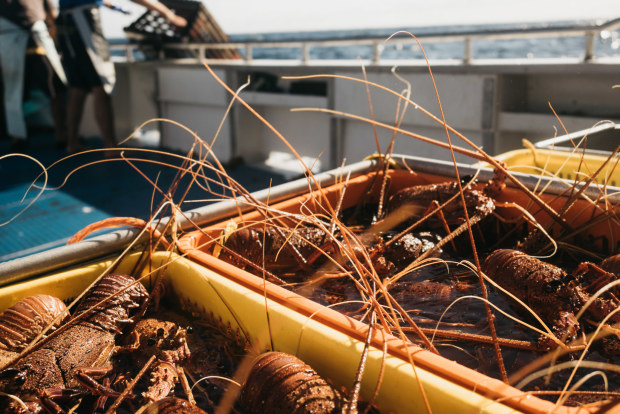 WA lobster worth more than $150m slips through China trade ban