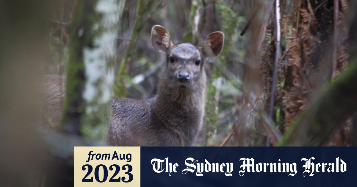 Feral deer populations to be eradicated in zones to stop spread across ...