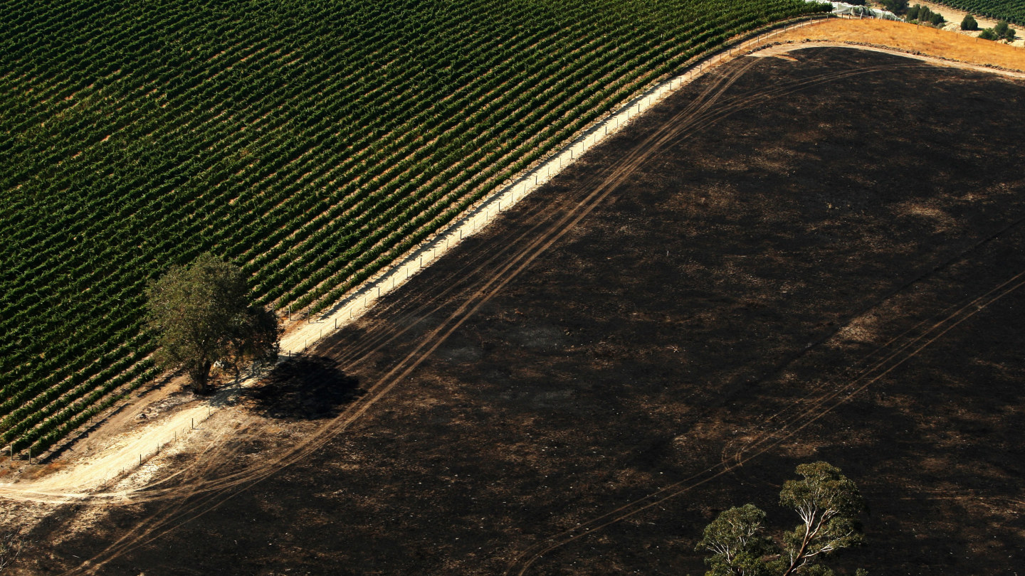 The winemakers survived Australia’s bushfires by getting grapes from ...