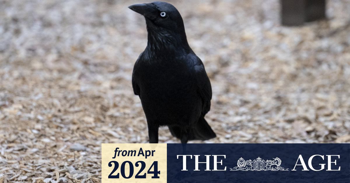 Melbourne birds: Aggressive little ravens take over at expensive of ...