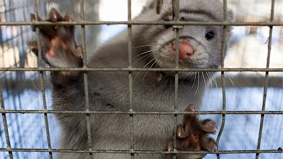No virus concerns from mass Danish mink cull, Australian experts say
