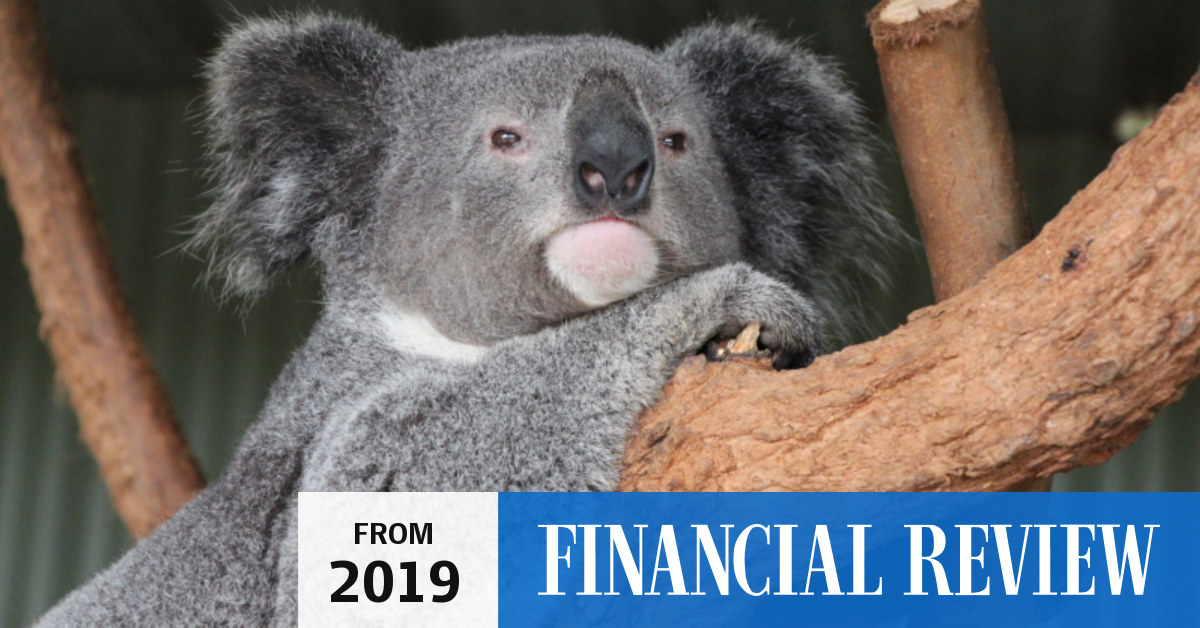Big-money financiers see lucrative future in koala petting
