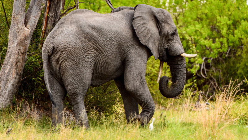 Botswana considers allowing big game hunting, culling elephants