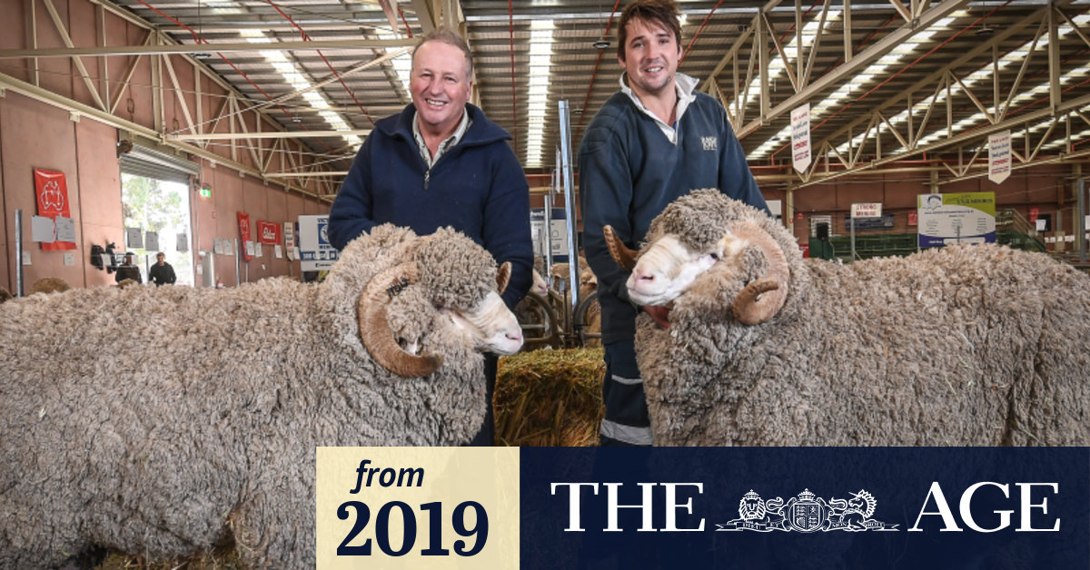 Australian Sheep and Wool Show Bendigo: Craig Dewar trucked his sheep ...