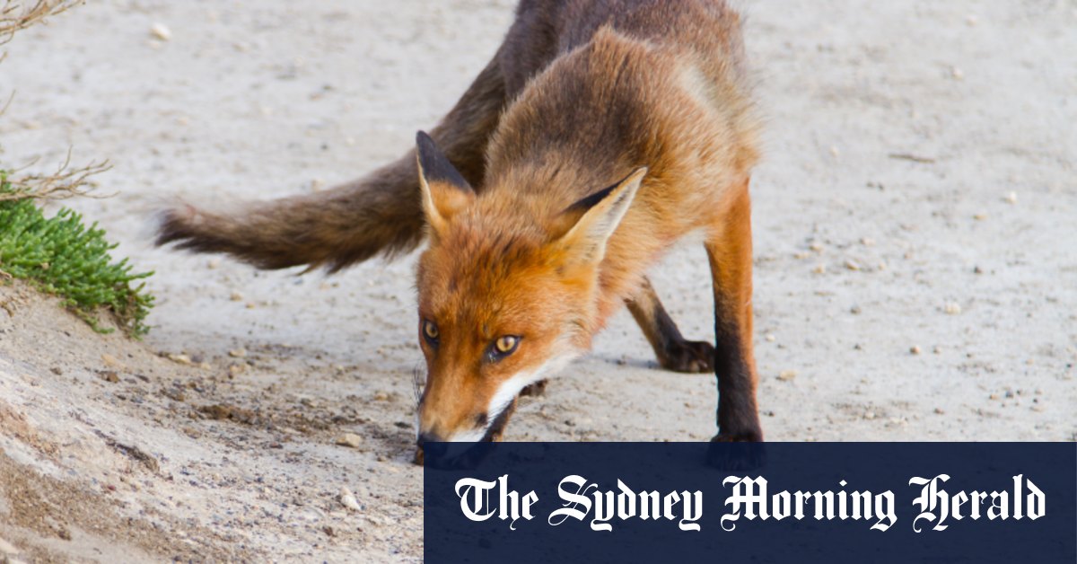 Invasive species report: Australia major figure in global fight