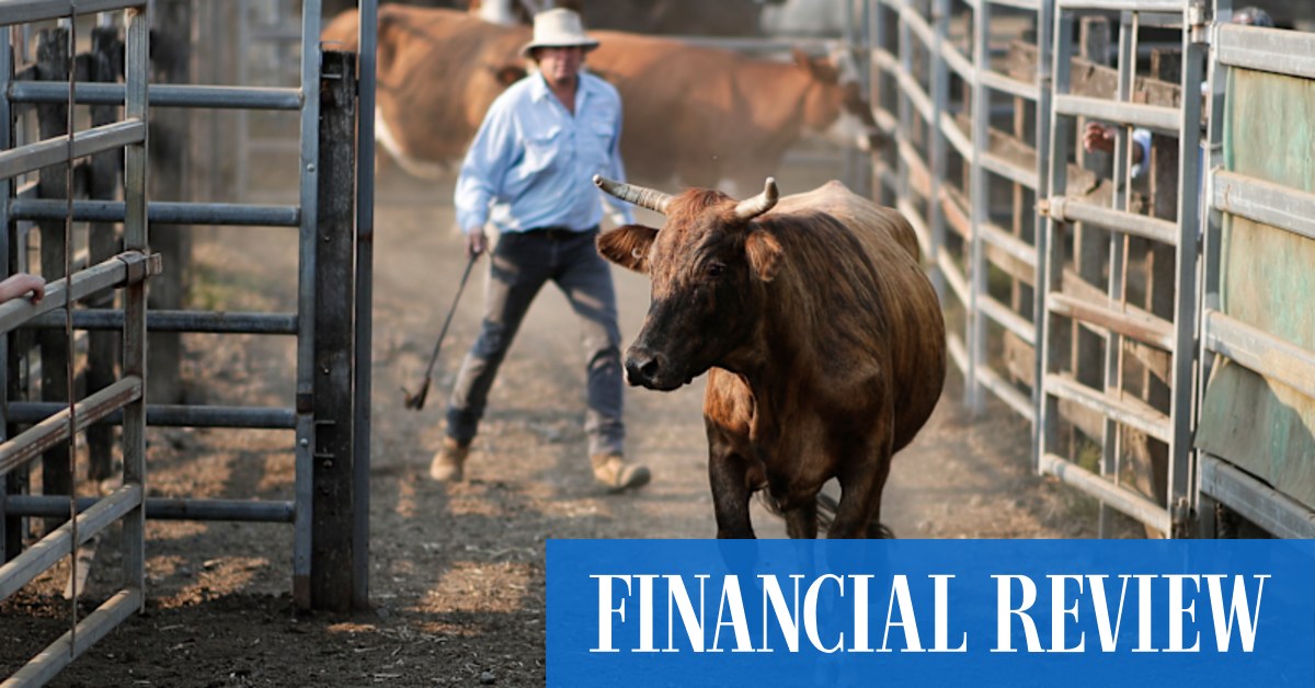 Livestock: Meatworks bleeding as cattle crash through record price ...