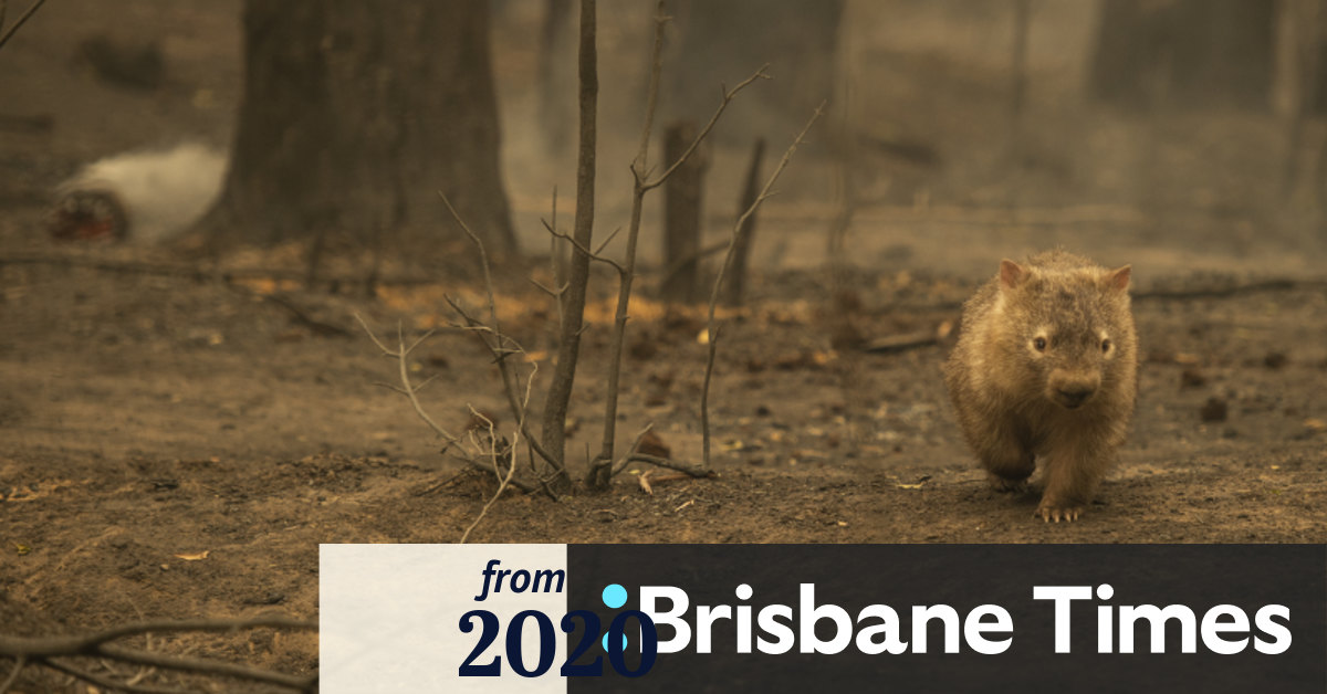 Experts question reports of wombats' heroic bushfire efforts