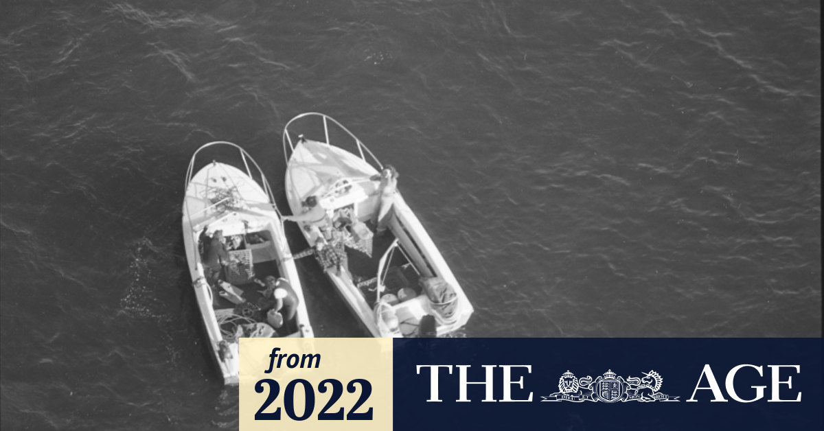 From the Archives, 1977: Victoria’s ‘abalone war’ with NSW poachers