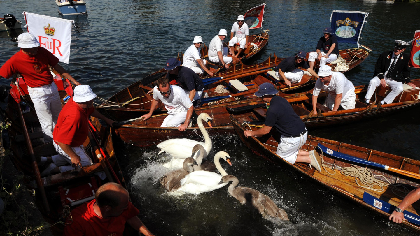 The annual Swan Upping event on London’s Thames River is a pageant of ...