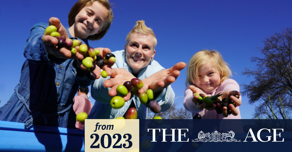 All roads lead to Newport for suburban olive harvest