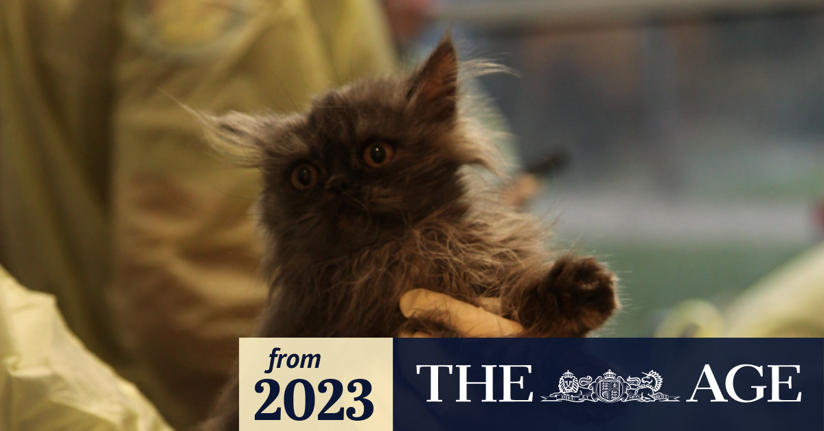 Animal welfare: Thirty cats rescued in raids on homes allegedly linked ...