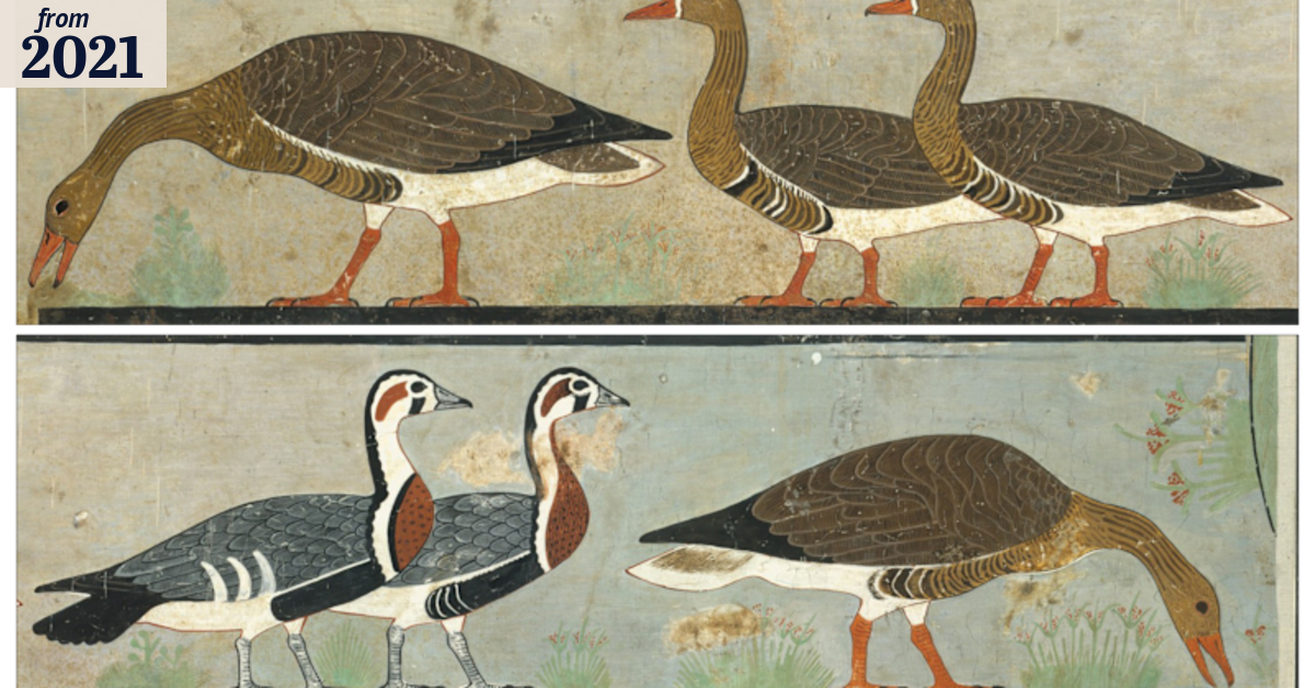 Meidum Geese proses riddles for University of Queensland scientists
