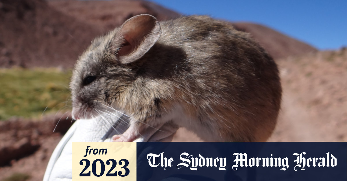 Life on Mars? How mummified mice on volcanoes help scientists search ...