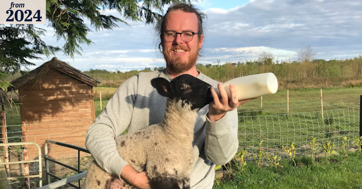 12 Sheep by John Connell: How shepherding healed burnout
